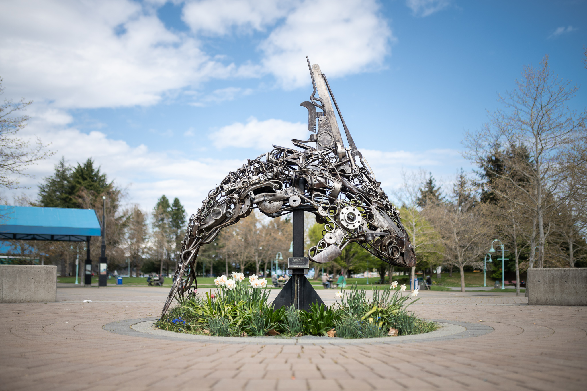 Breaching Orca | City of Nanaimo